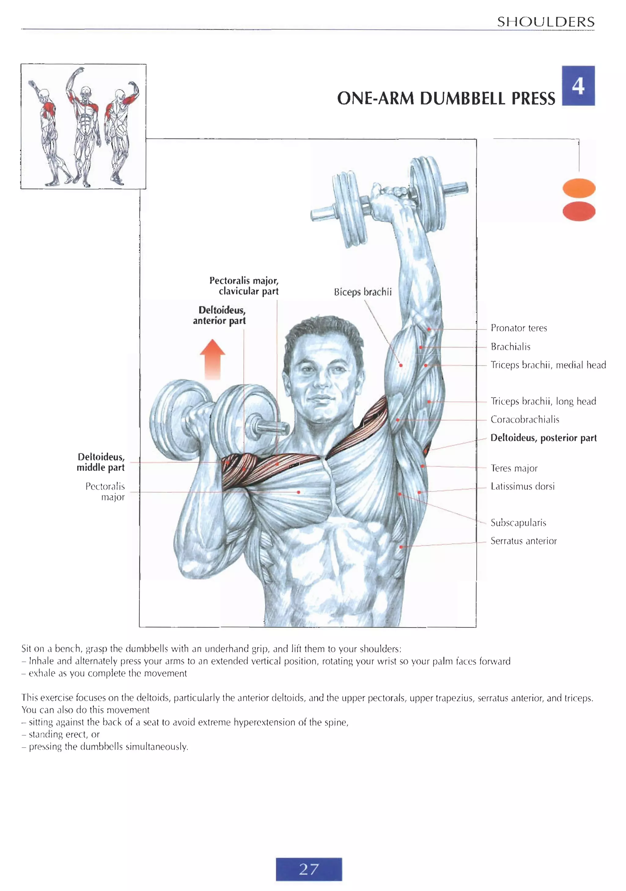 Strenght training anatomy | PDF