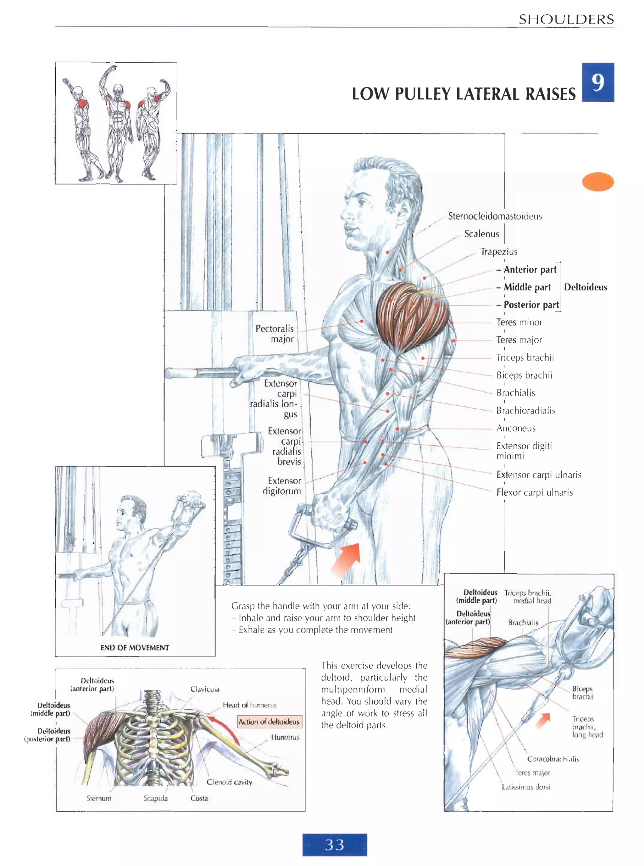 Strenght training anatomy | PDF