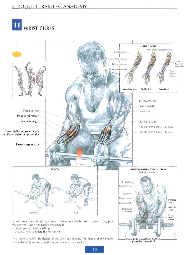 Strenght training anatomy | PDF | Fitness and Exercise | Healthy Living