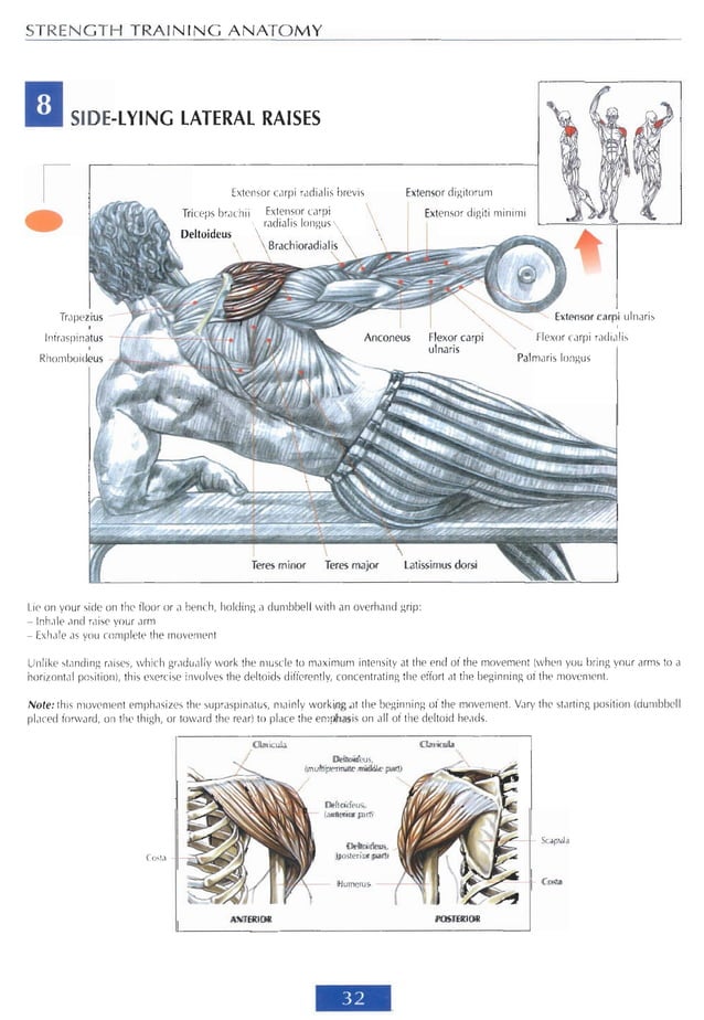 Strenght training anatomy | PDF | Fitness and Exercise | Healthy Living