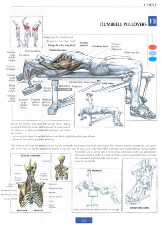 Strenght training anatomy | PDF