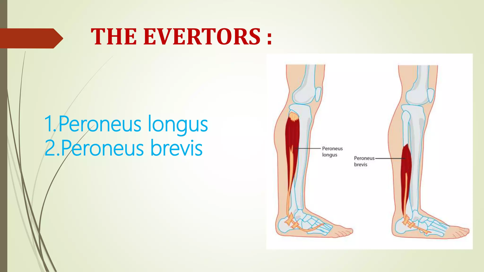 Strengthening of lower limbs , Physiotherapy. | PPTX