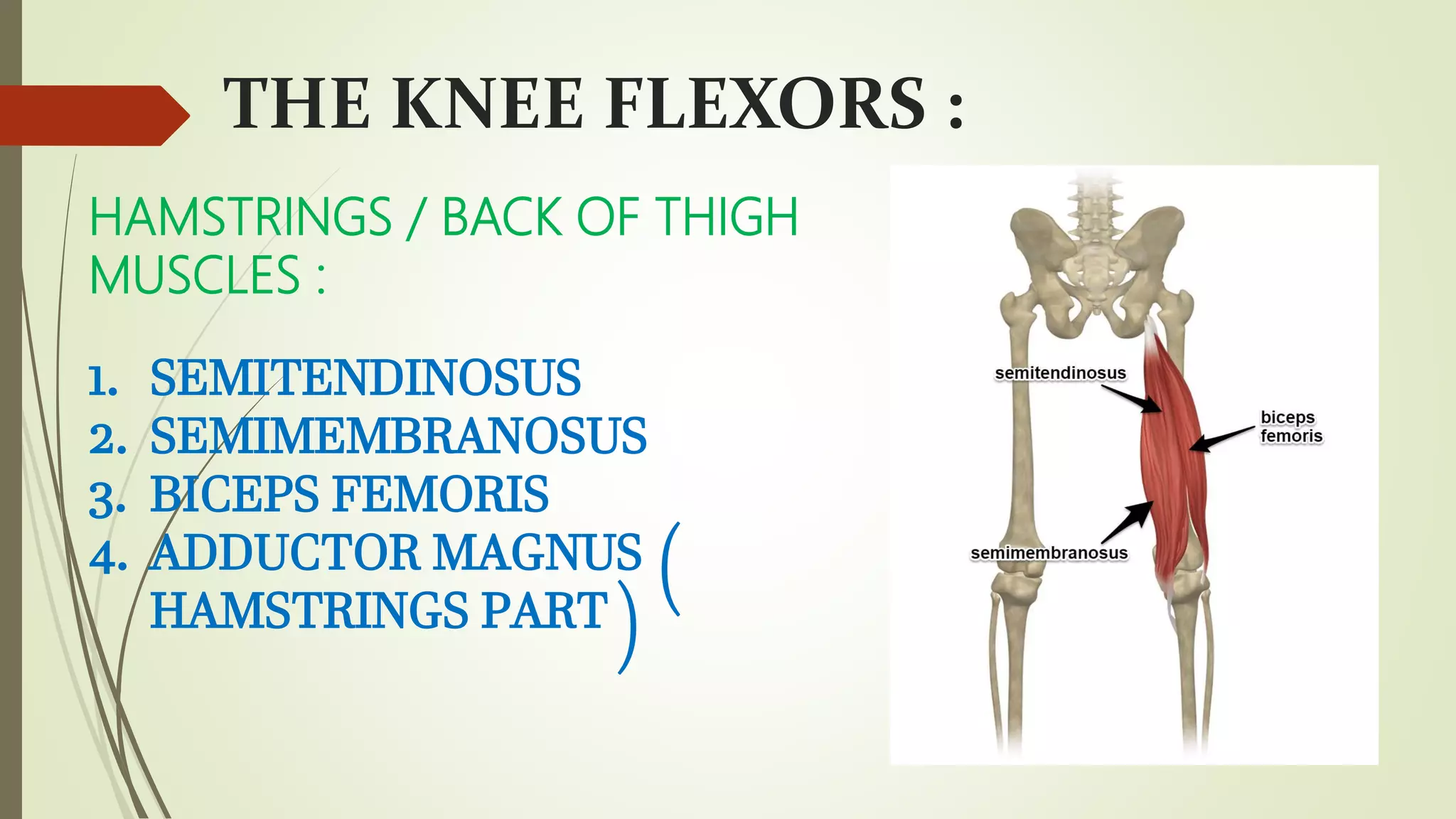 Strengthening of lower limbs , Physiotherapy. | PPTX