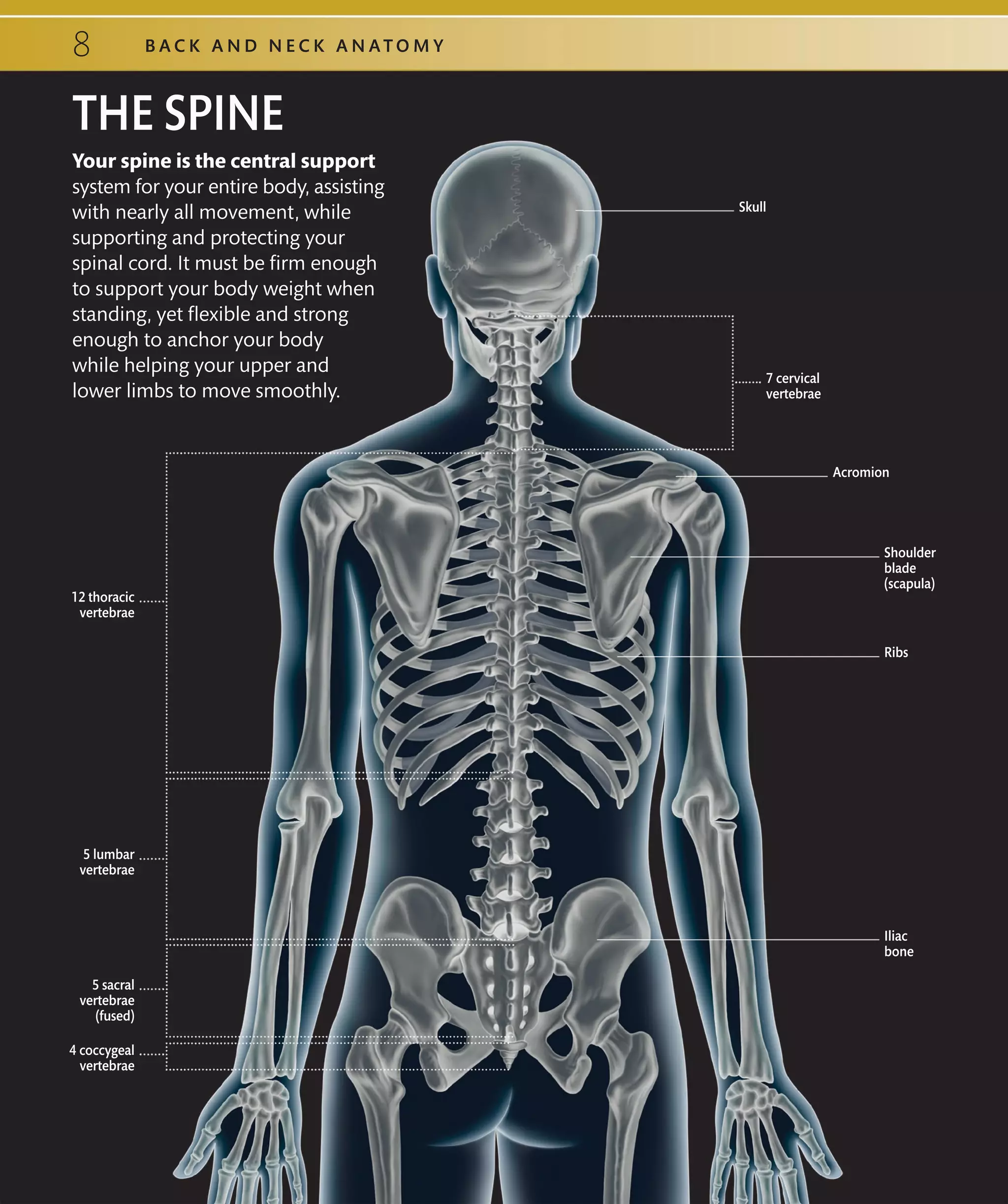 Strengthen your back exercises to build a better back and improve your ...
