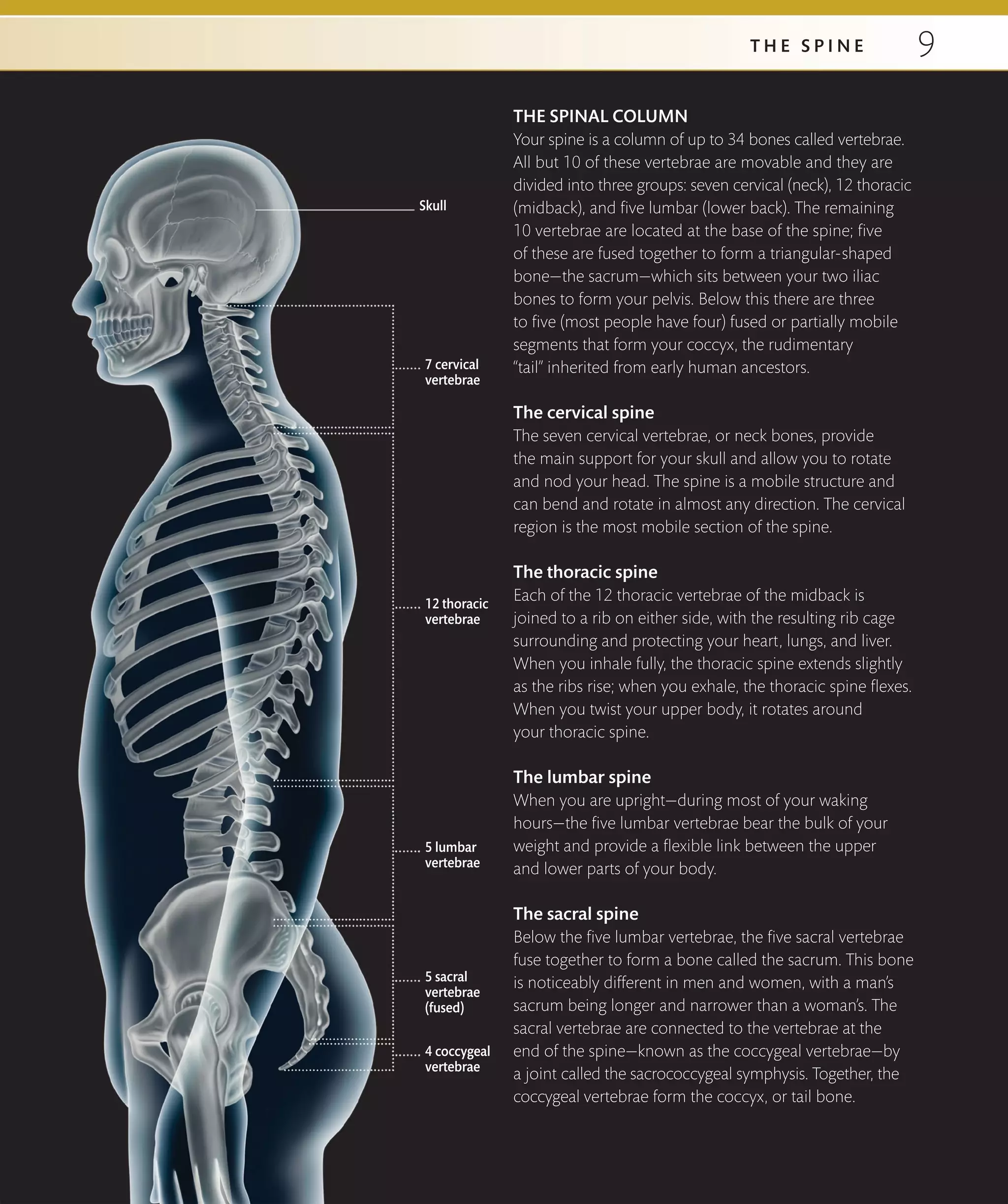 Strengthen your back exercises to build a better back and improve your ...