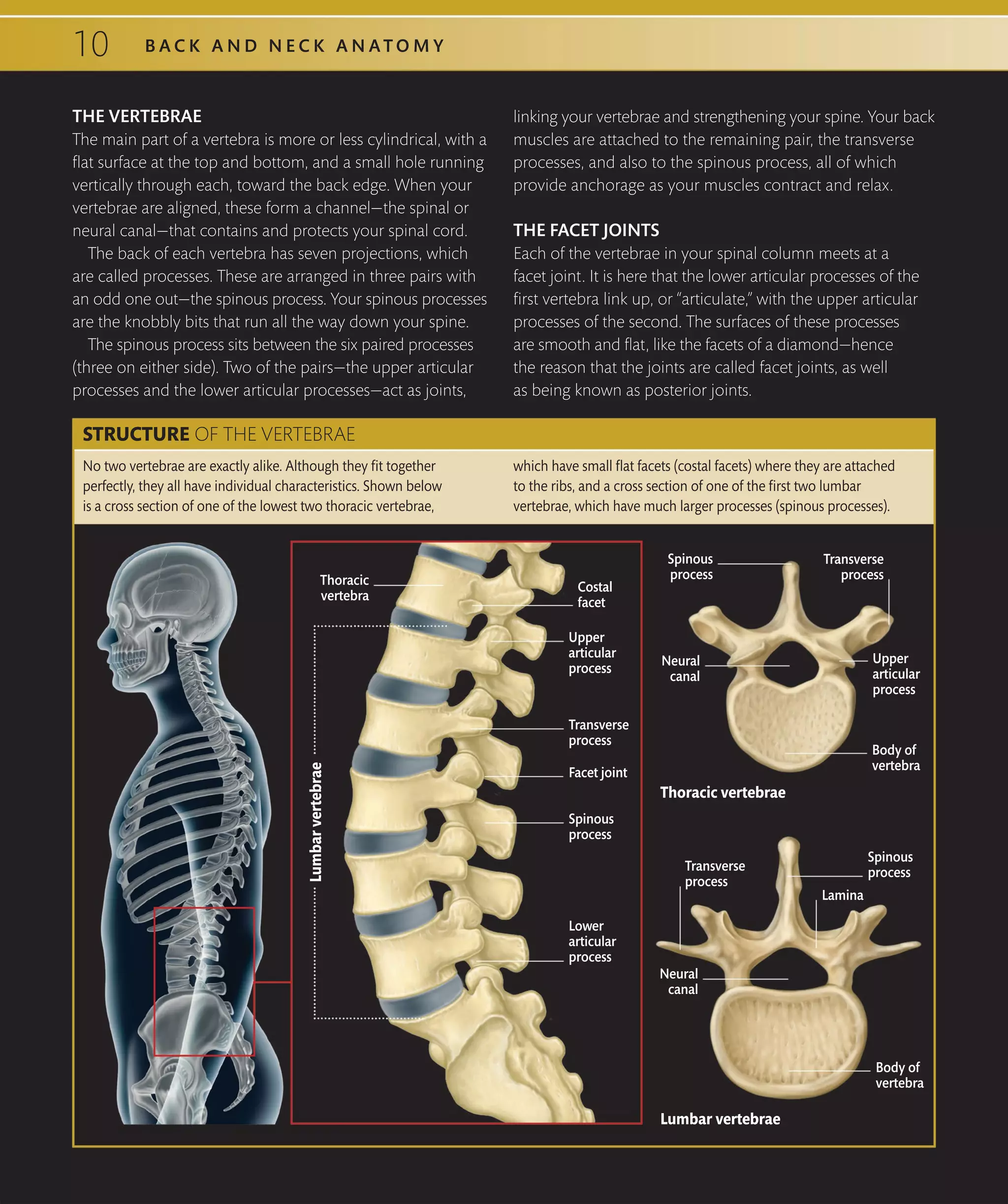 Strengthen your back exercises to build a better back and improve your ...