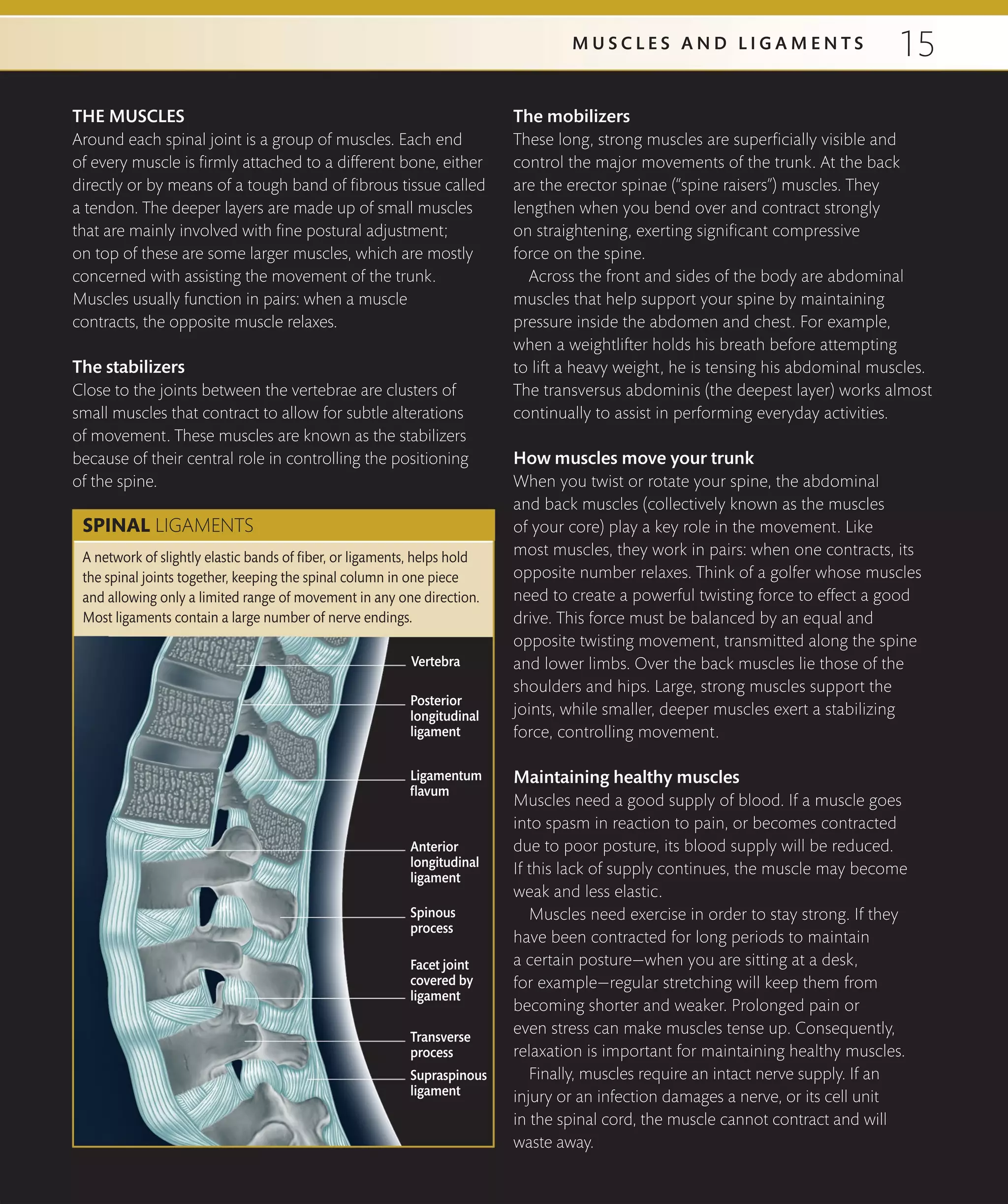 Strengthen your back exercises to build a better back and improve your ...