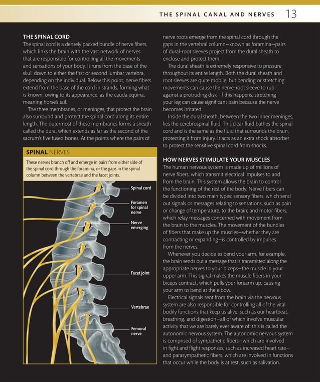 Strengthen your back exercises to build a better back and improve your ...