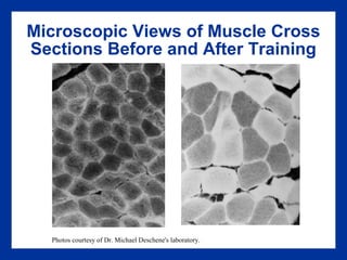 Strength training | PPT