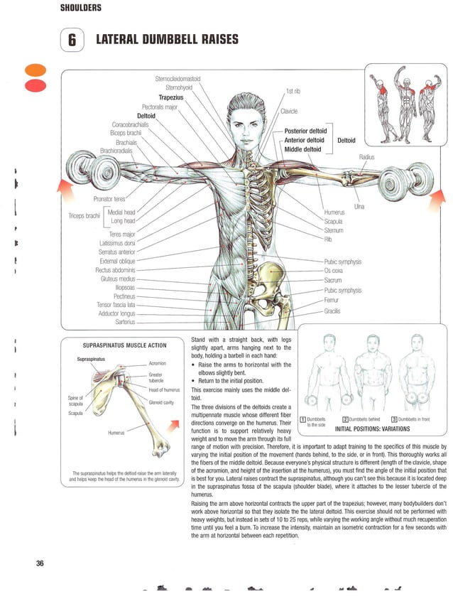 Strength Training Anatomy 2nd Edition | PDF