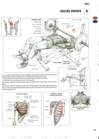 Strength Training Anatomy 2nd Edition | PDF