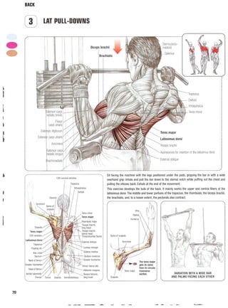 Strength Training Anatomy 2nd Edition | PDF