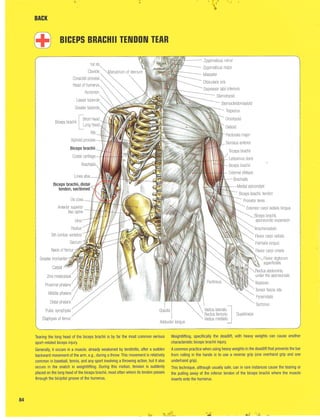 Strength Training Anatomy 2nd Edition | PDF