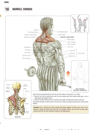Strength Training Anatomy 2nd Edition | PDF