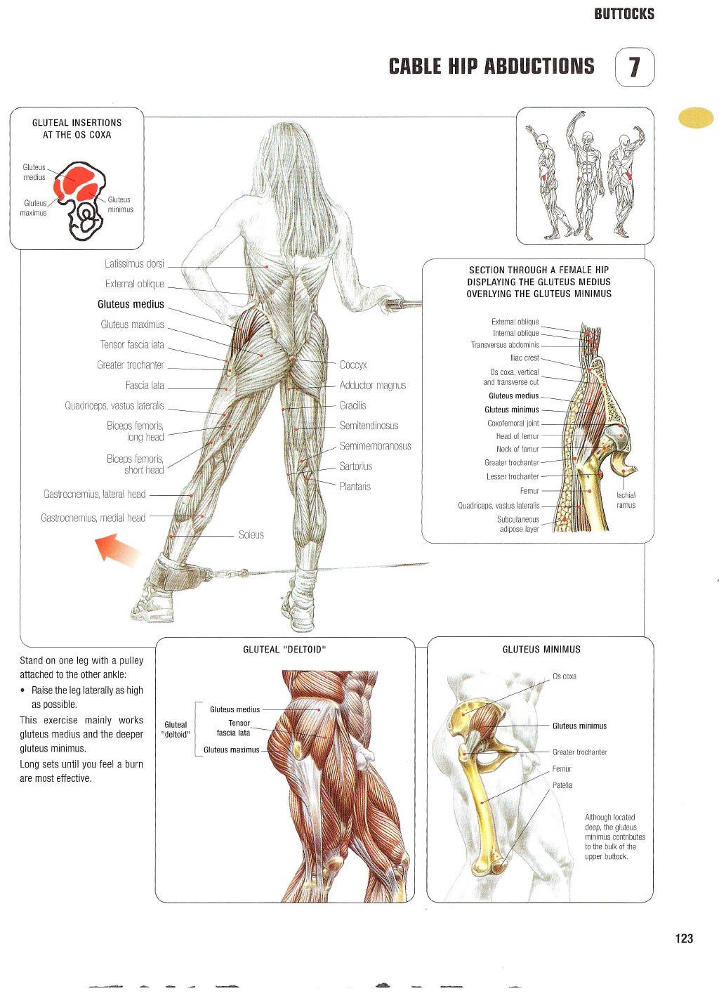 Strength Training Anatomy 2nd Edition strength-training-anatomy-2nd-edition