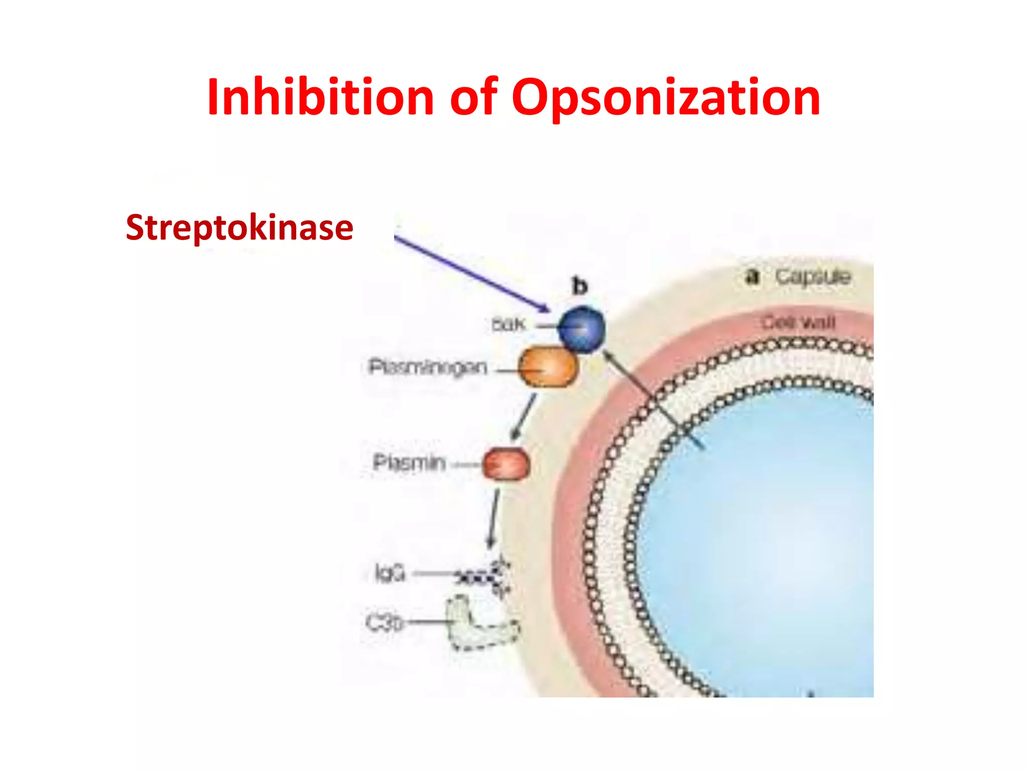 Potential virulence factors of Streptococcus dysgalactiae associated ...