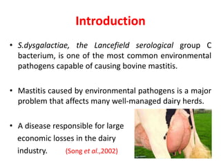 Potential virulence factors of Streptococcus dysgalactiae associated ...