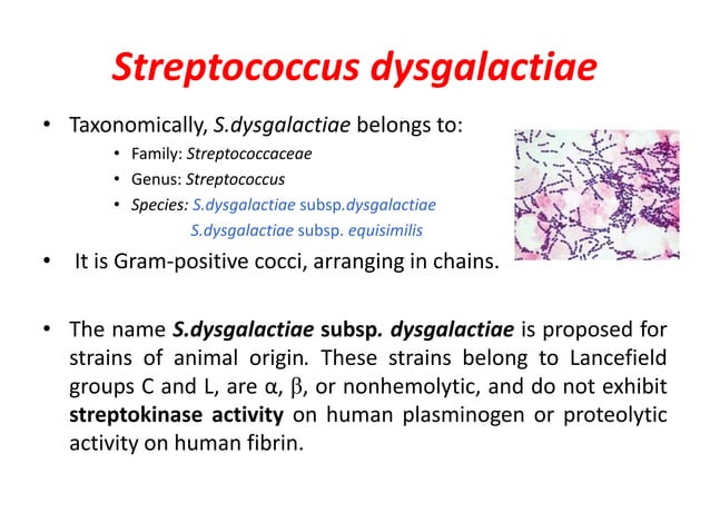 Potential virulence factors of Streptococcus dysgalactiae associated ...