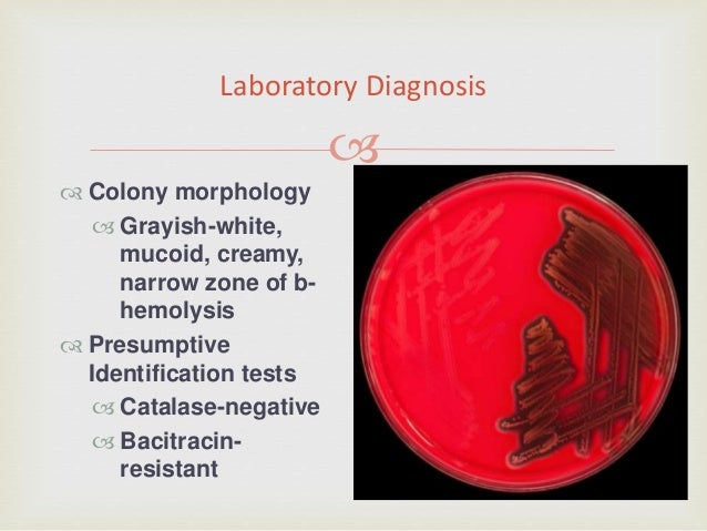 Enterococcus Faecalis Types Causes Symptoms Test Helicobacter Pylori