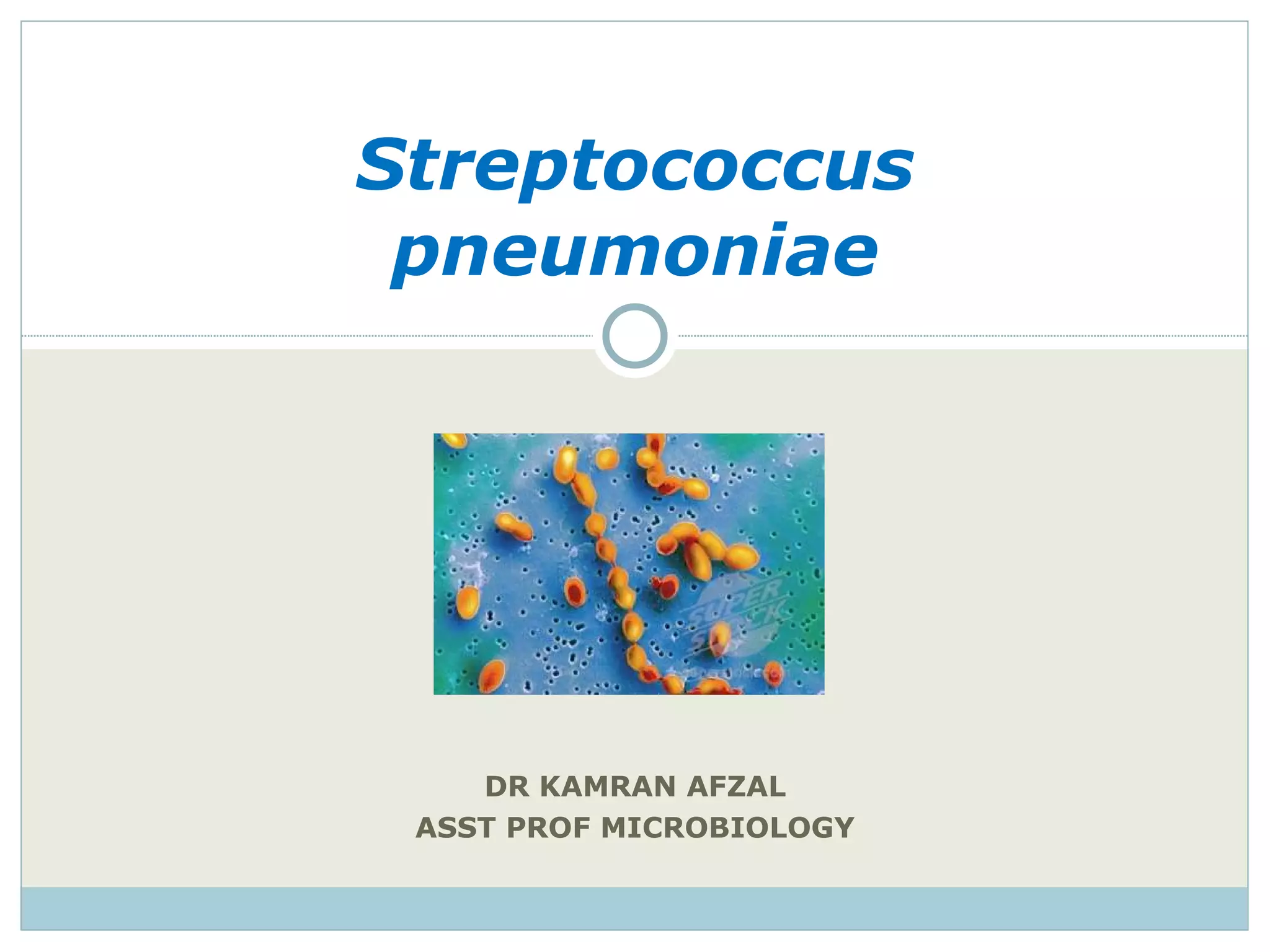 Strep pneumoniae | PPT