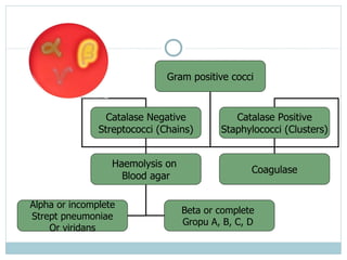 Strep pneumoniae | PPT