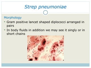 Lancet Shaped Streptococcus Pneumoniae