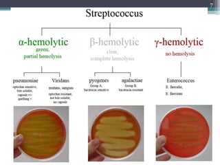 Streptococcal infections | PPSX