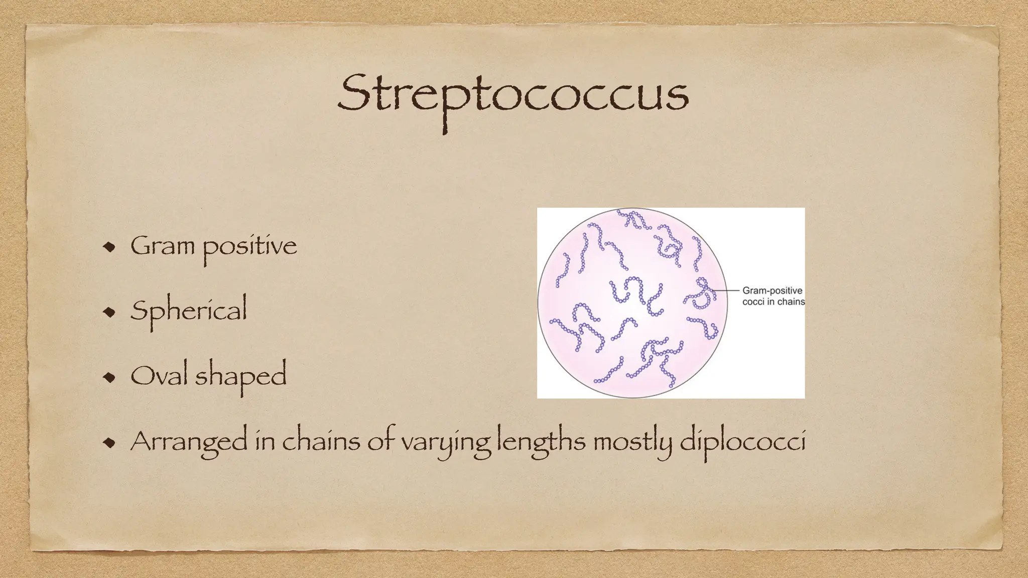 Streptococcal infections , Streptococcus | PPT