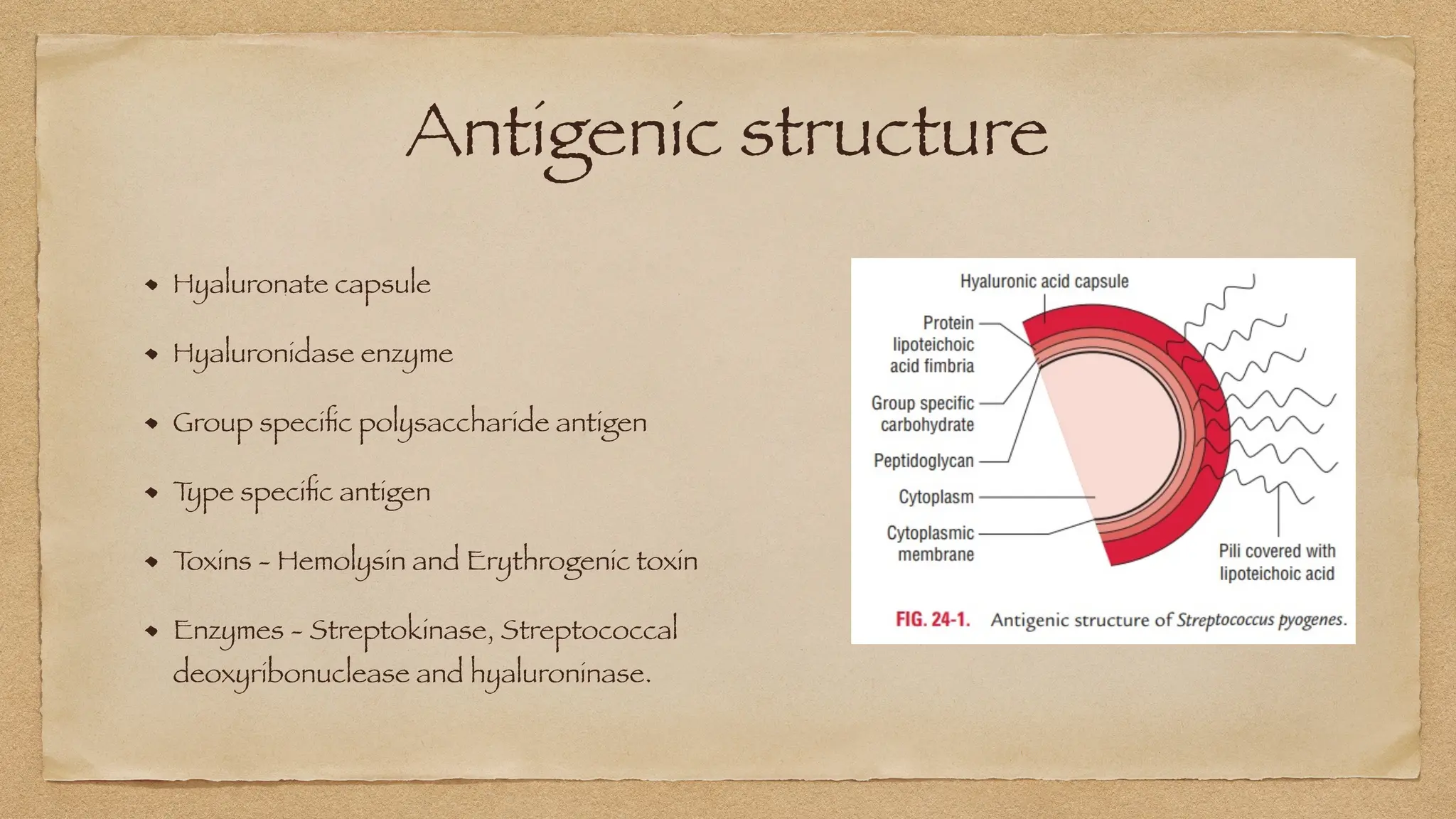 Streptococcal infections , Streptococcus | PPT