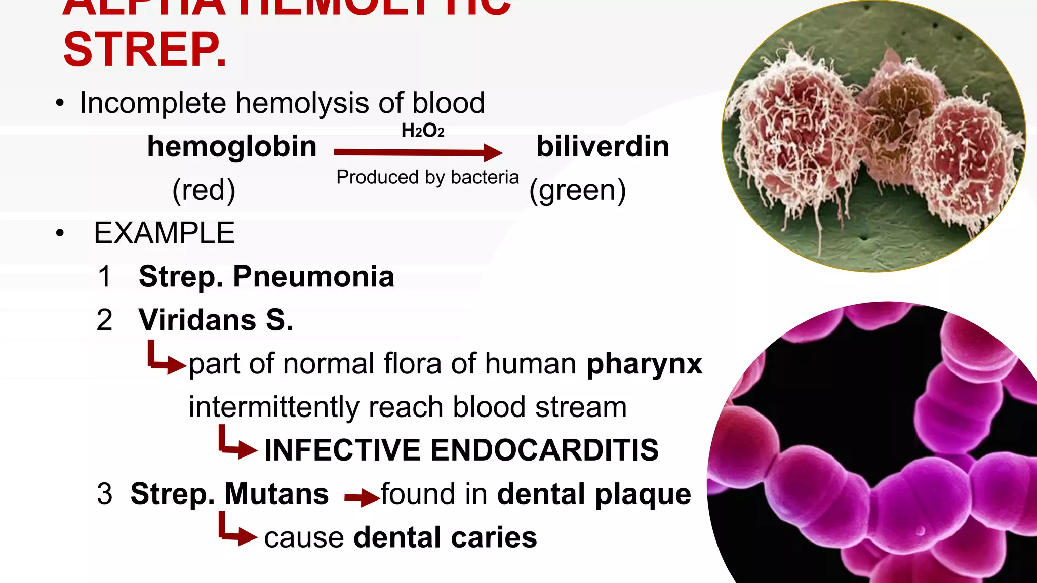 Streptococci ( gram positive cocci ) | PPTX