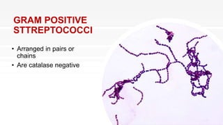 Streptococci ( gram positive cocci ) | PPTX