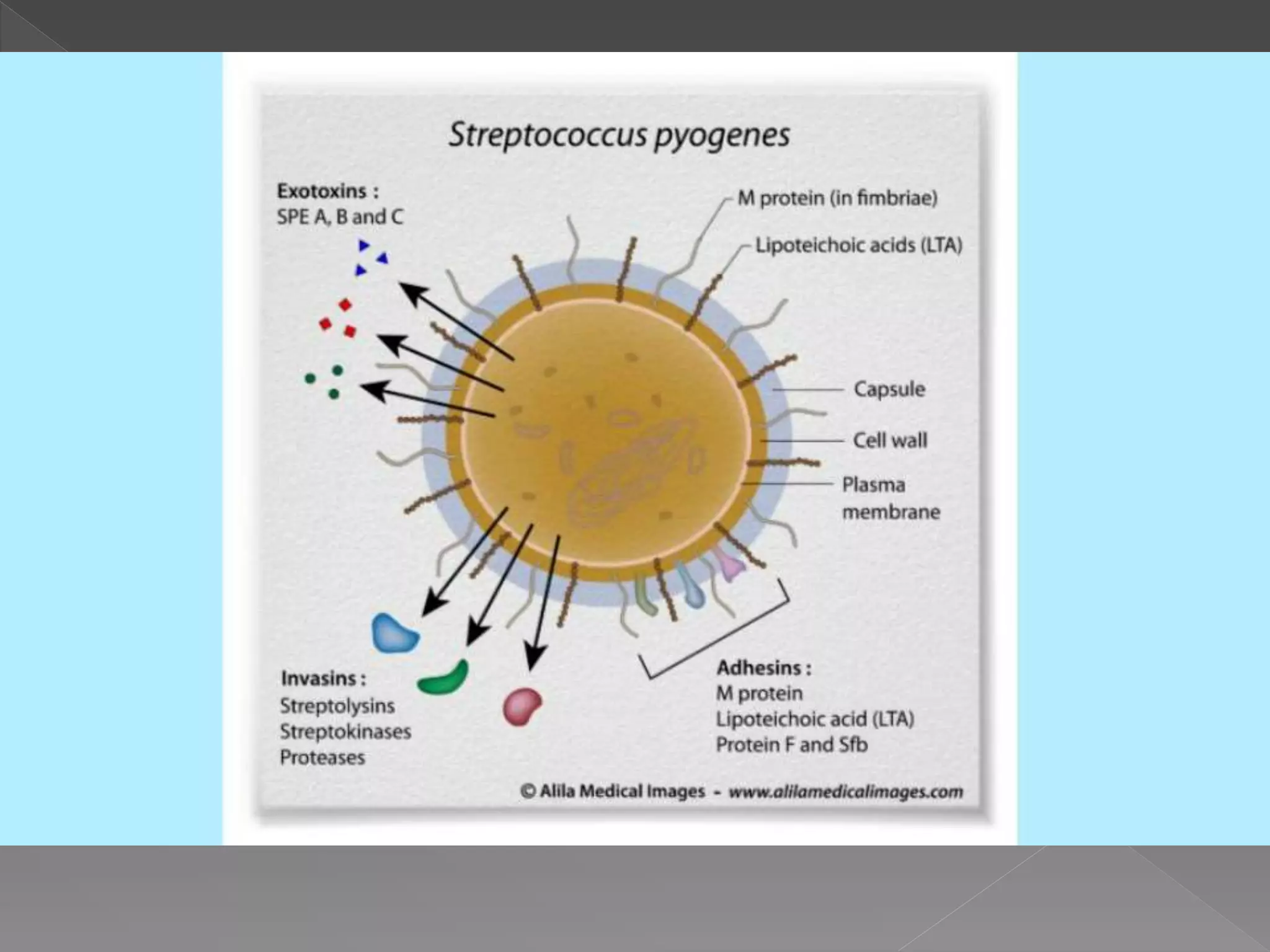 Streptococcus pyogens | PPTX