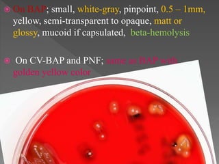 Streptococcus pyogens | PPTX