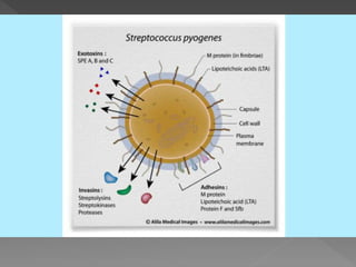 Streptococcus pyogens | PPTX