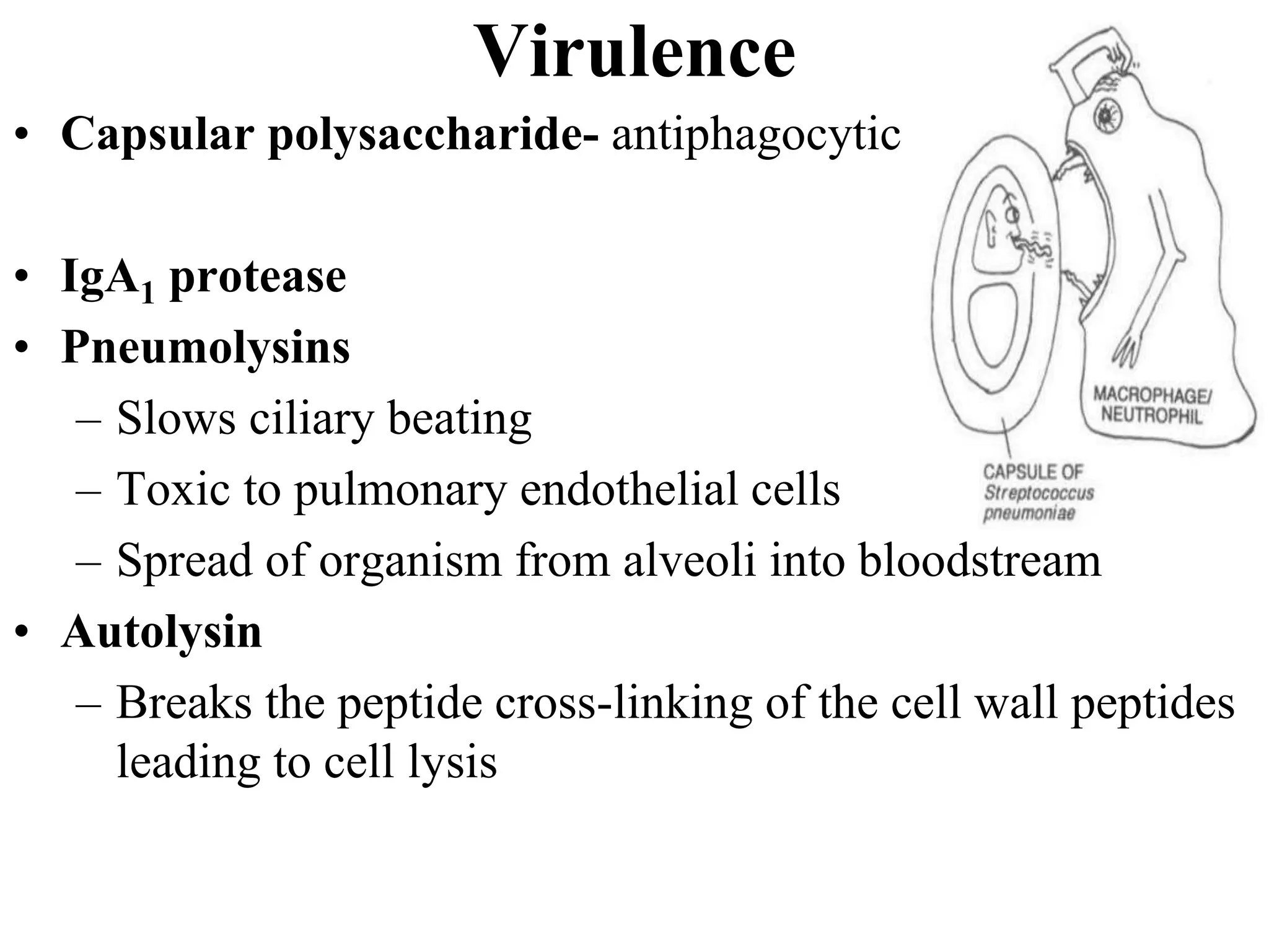 Streptococci In medical microbiology and health | PPT