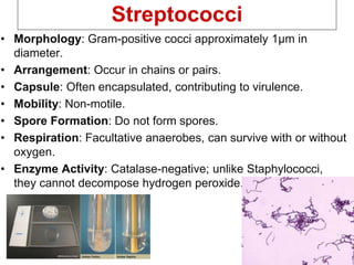 Streptococci In medical microbiology and health | PPT