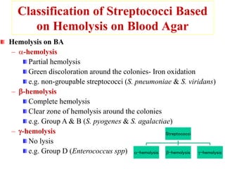 Streptococci In medical microbiology and health | PPT