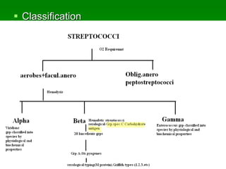 Streptococcus | PPT