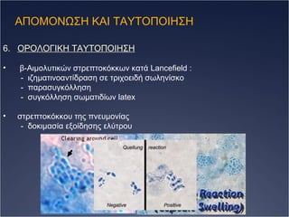 Streptococcus spp | PPT