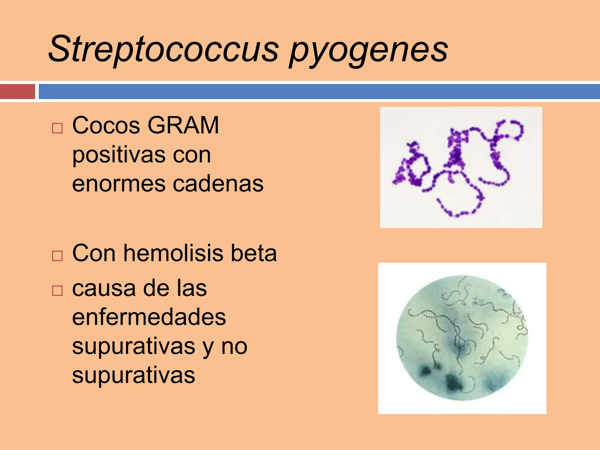 Streptococcus | PPTX | Infectious Diseases | Diseases and Conditions