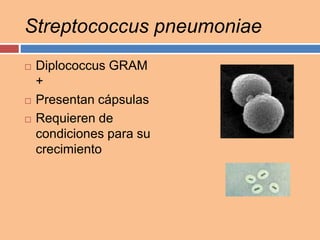 Streptococcus | PPTX