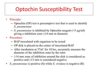 Streptococcusبكتريا عملي | PPT