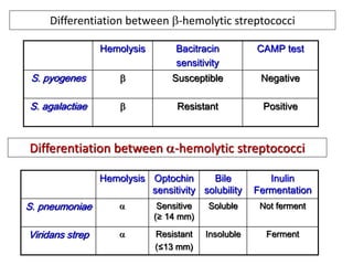 Streptococcusبكتريا عملي | PPT
