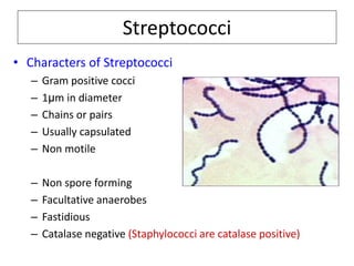 Streptococcusبكتريا عملي | PPT