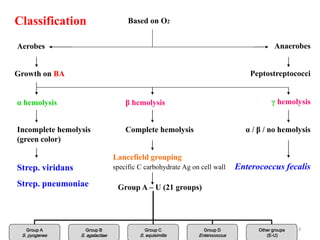 Streptococcusبكتريا عملي | PPT