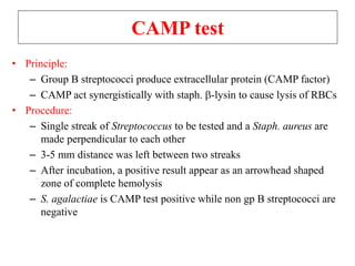 Streptococcusبكتريا عملي | PPT