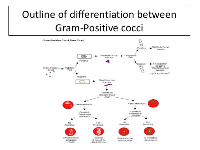 Gram Positive Cocci In Pairs