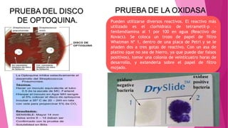 Streptococcus | PPTX