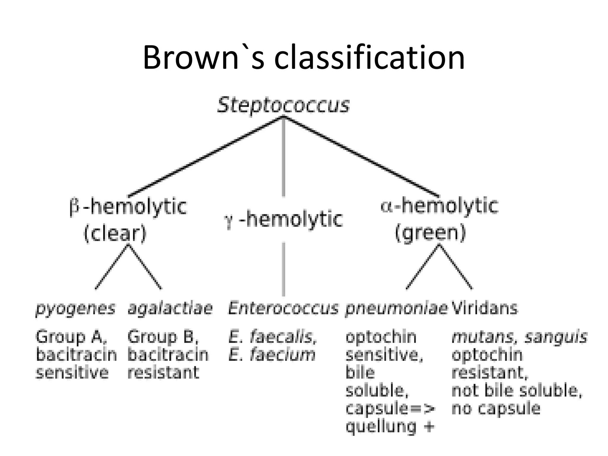 Streptococcus | PPTX