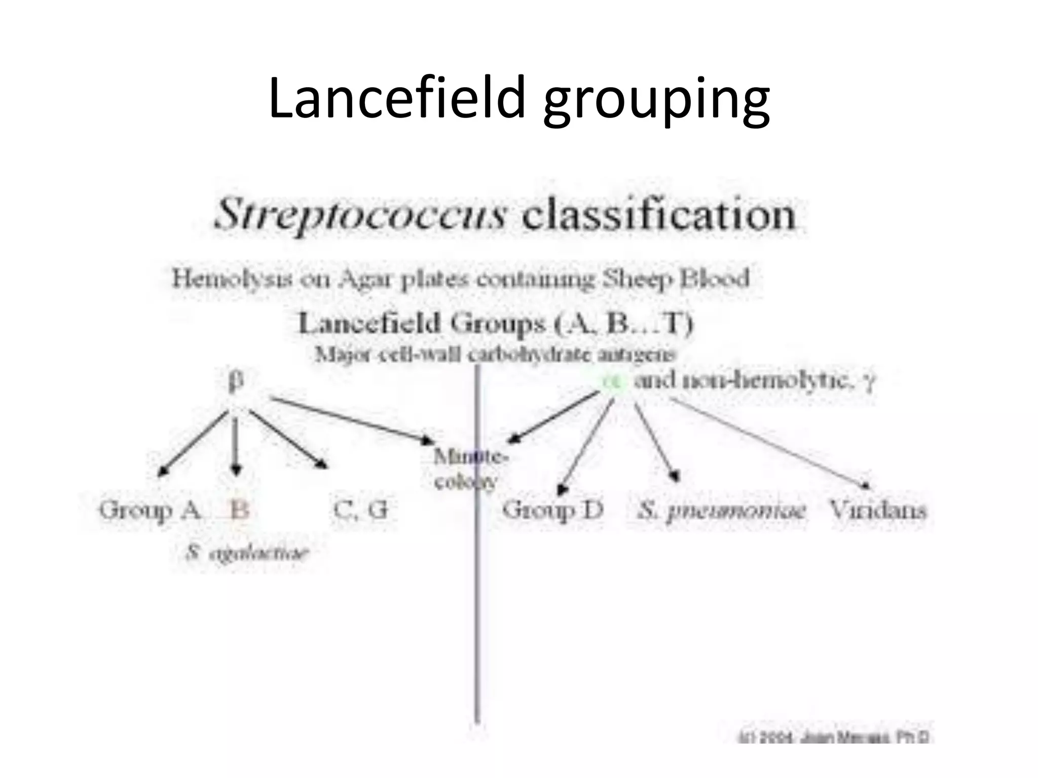 Streptococcus | PPTX